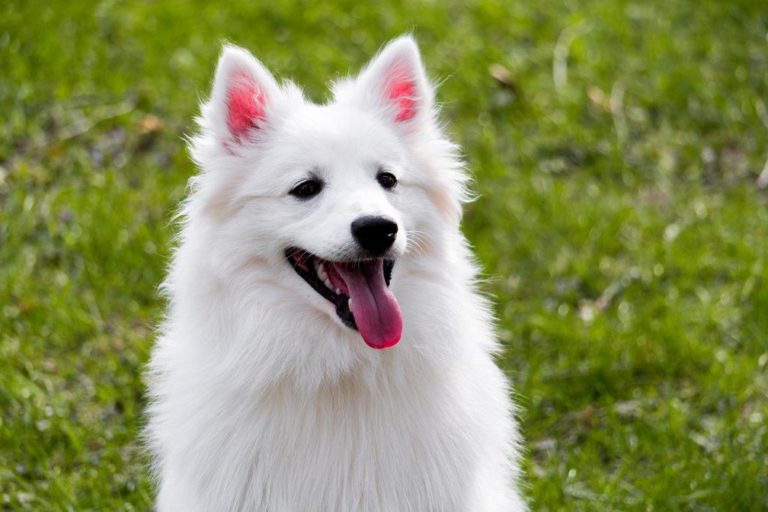 14 Small White Dog Breeds (With Info & Pictures) | Hepper Pet Resources