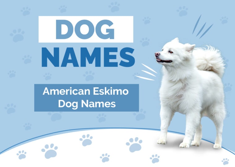 250+ Great Names for American Eskimo Dogs: Ideas for Sweet & Gentle ...