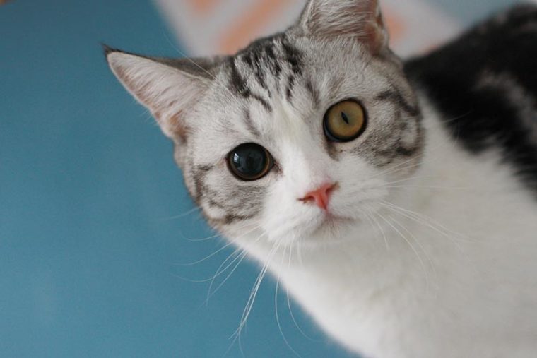 Anisocoria in Cats: Symptoms, Causes, and Care (Vet Answer) | Hepper ...