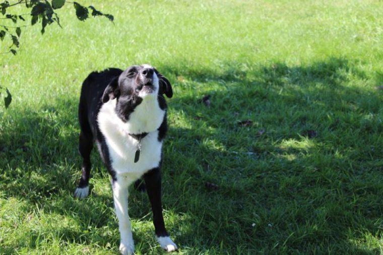 Why Do Dogs Howl? 8 Reasons for This Behaviour | Hepper Pet Resources