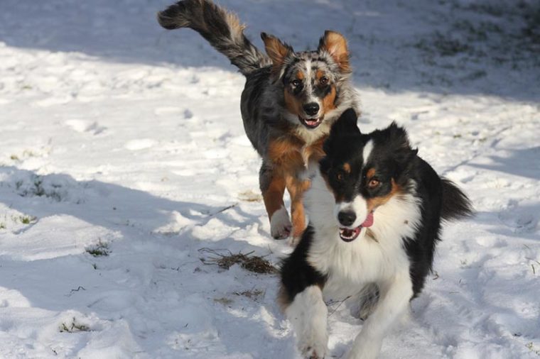 Why Do Dogs Love to Roll in Snow? 6 Common & Adorable Reasons | Hepper ...