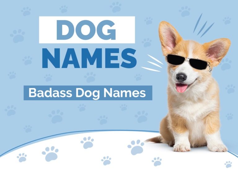 350+ Wonderful Names for Great Pyrenees: Ideas for Mountaineer Dogs ...