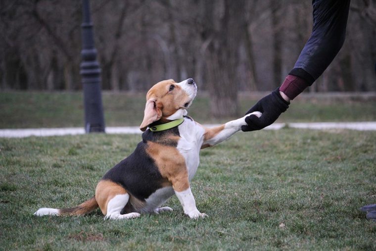How to Train a Beagle to Hunt – 6 Effective Tips | Hepper Pet Resources