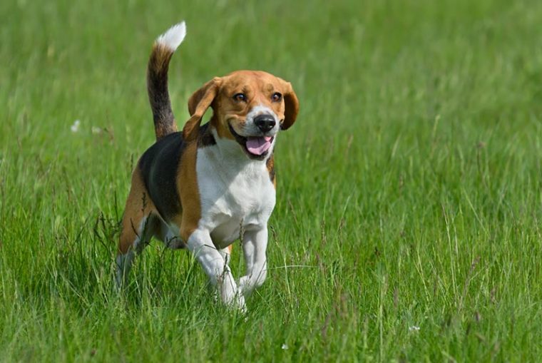 14 Most Popular Dog Breeds in California (2026 Update) | Hepper Pet ...