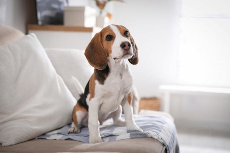 18 Shocking UK Animal Homelessness Statistics & Facts (Updated in 2026 ...