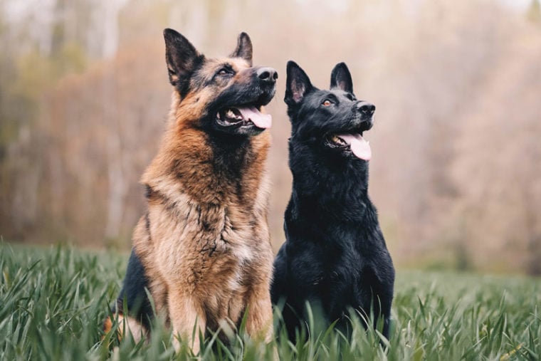 Working Line German Shepherd: Info, Pictures, Origin & History | Hepper ...