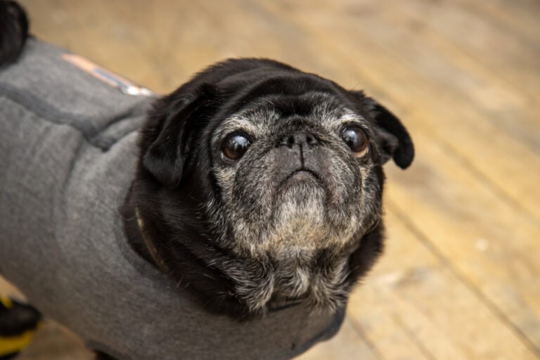 10 Helpful DIY Dog Thundershirts You Can Make Today (With Pictures ...