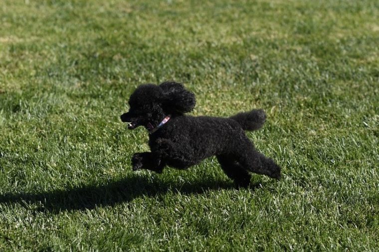 Are Poodles Aggressive? Vet-Reviewed Facts & Tips | Hepper Pet Resources
