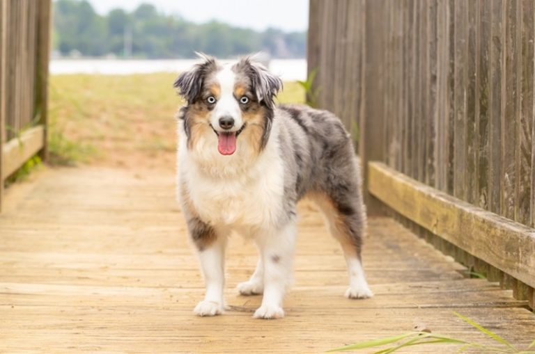 Confetti Australian Shepherd (Mini Schnauzer & Aussie Shepherd): Info ...