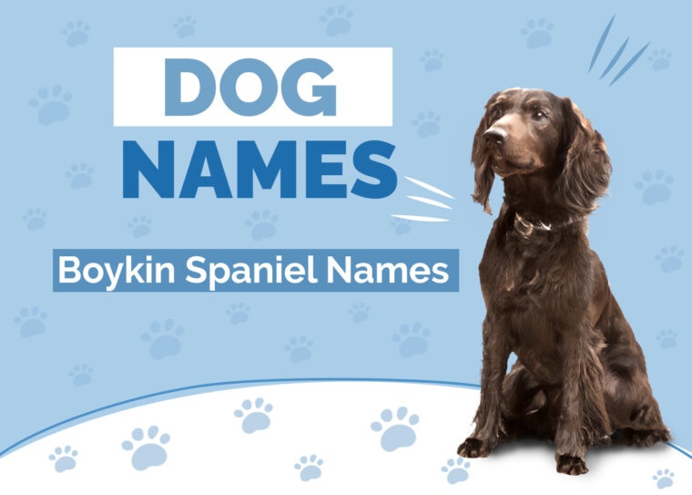 220+ Amazing Names For Boykin Spaniels: Ideas for Fun & Energetic Dogs ...