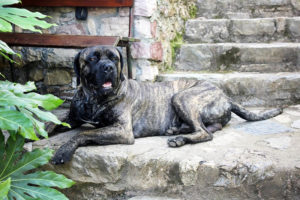 Cane Corso Vs Great Dane: How Do They Compare? | Hepper Pet Resources