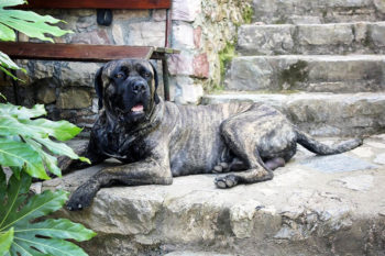 Cane Corso Vs Great Dane: How Do They Compare? | Hepper Pet Resources