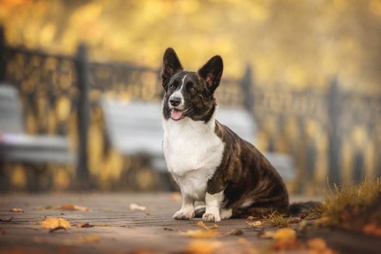 Blue Merle Corgi: Facts, History, Recognition & Pictures | Hepper Pet ...
