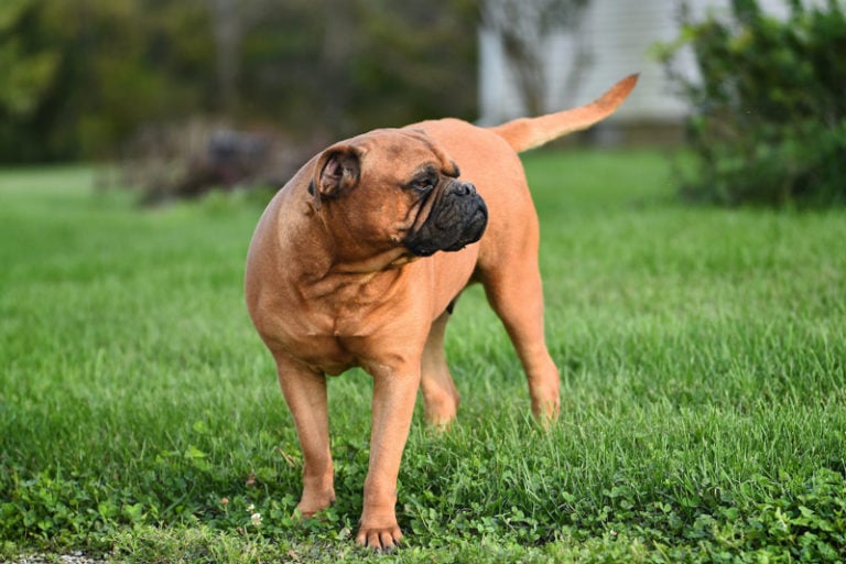 10 Best Guard Dogs for First-Time Owners (With Pictures) | Hepper Pet ...