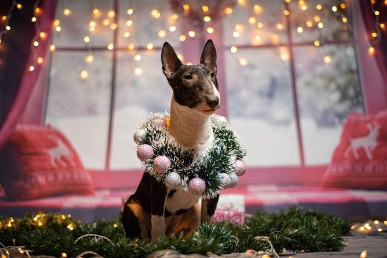 380+ Amazing Names for Bull Terriers: Ideas for Sparky & Broad Dogs ...
