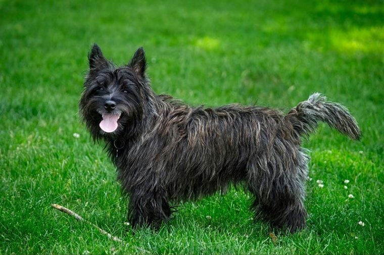 15 Dog Breeds Under 30 Pounds: Info, Pictures & History | Hepper Pet ...