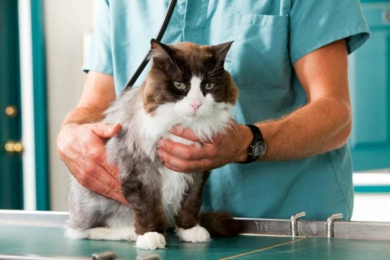 Preventive Care for Cats: A Vet-Approved Healthcare Guide | Hepper Pet ...