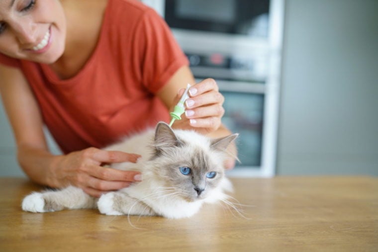 How Do Cats Get Mange? Vet Reviewed Signs, Causes & Treatment | Hepper ...