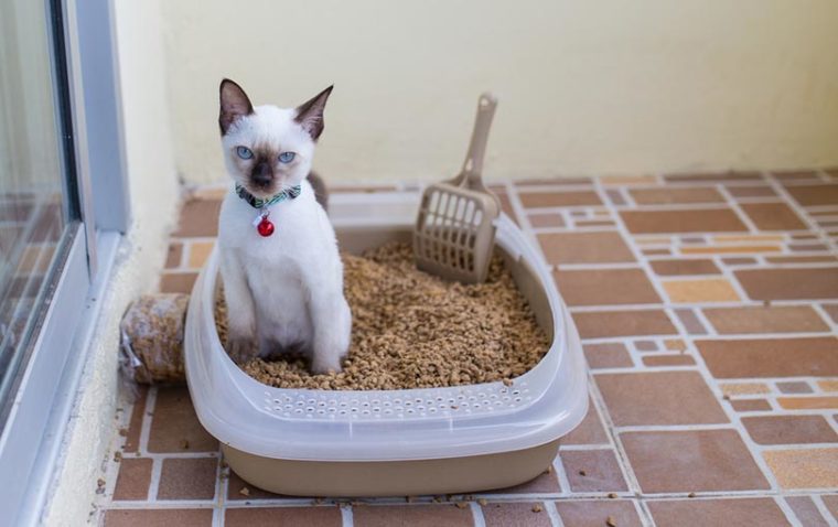 How to Tell If a Cat Has a UTI (Urinary Tract Infection)? 7 Vet ...
