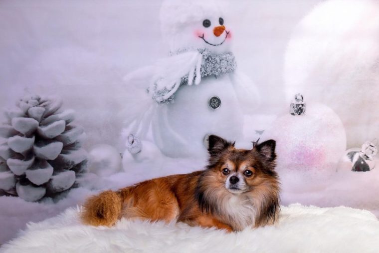 150+ Adorable Christmas Names for Dogs: Ideas for Festive Canines ...