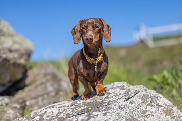 Miniature Dachshund Dog Breed: Info, Pictures, Care & More | Hepper Pet ...