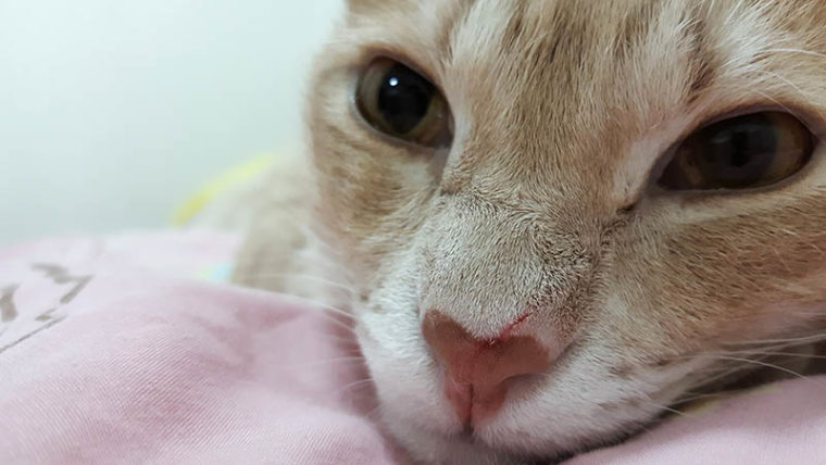 Bumps On a Cat’s Nose – Causes, Symptoms, and Care (Vet Answer ...