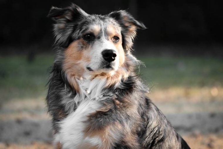 14 Truffle Hunting Dog Breeds (With Info & Pictures) | Hepper Pet Resources