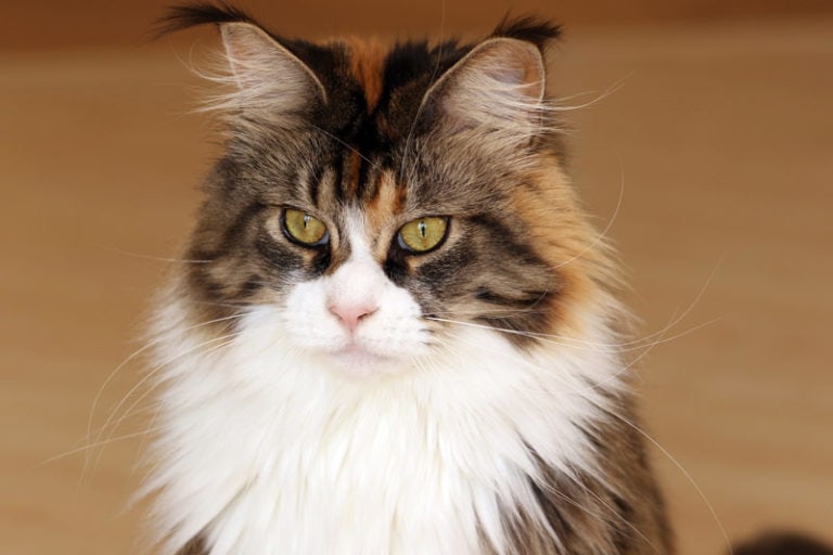 10 Most Popular Cat Breeds in Canada (2026 Update With Pictures) (With ...