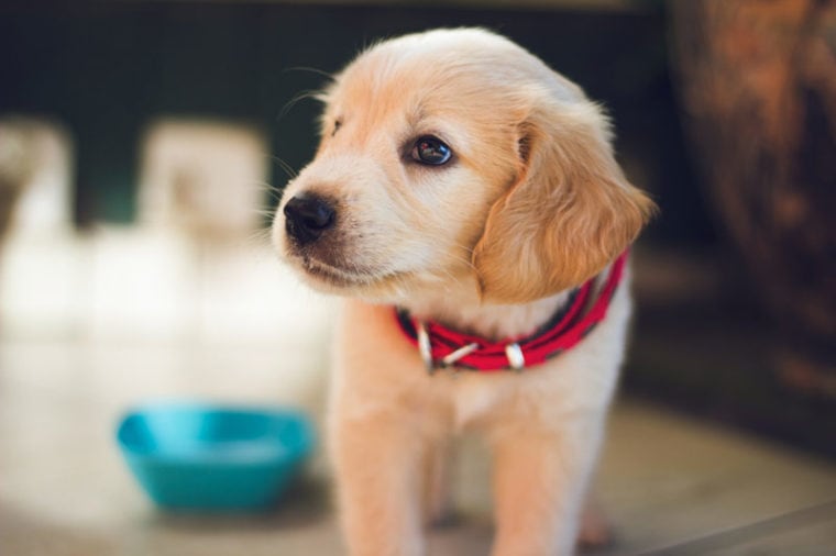 National Puppy Day 2026: When It Is & How It Is Celebrated | Hepper Pet ...