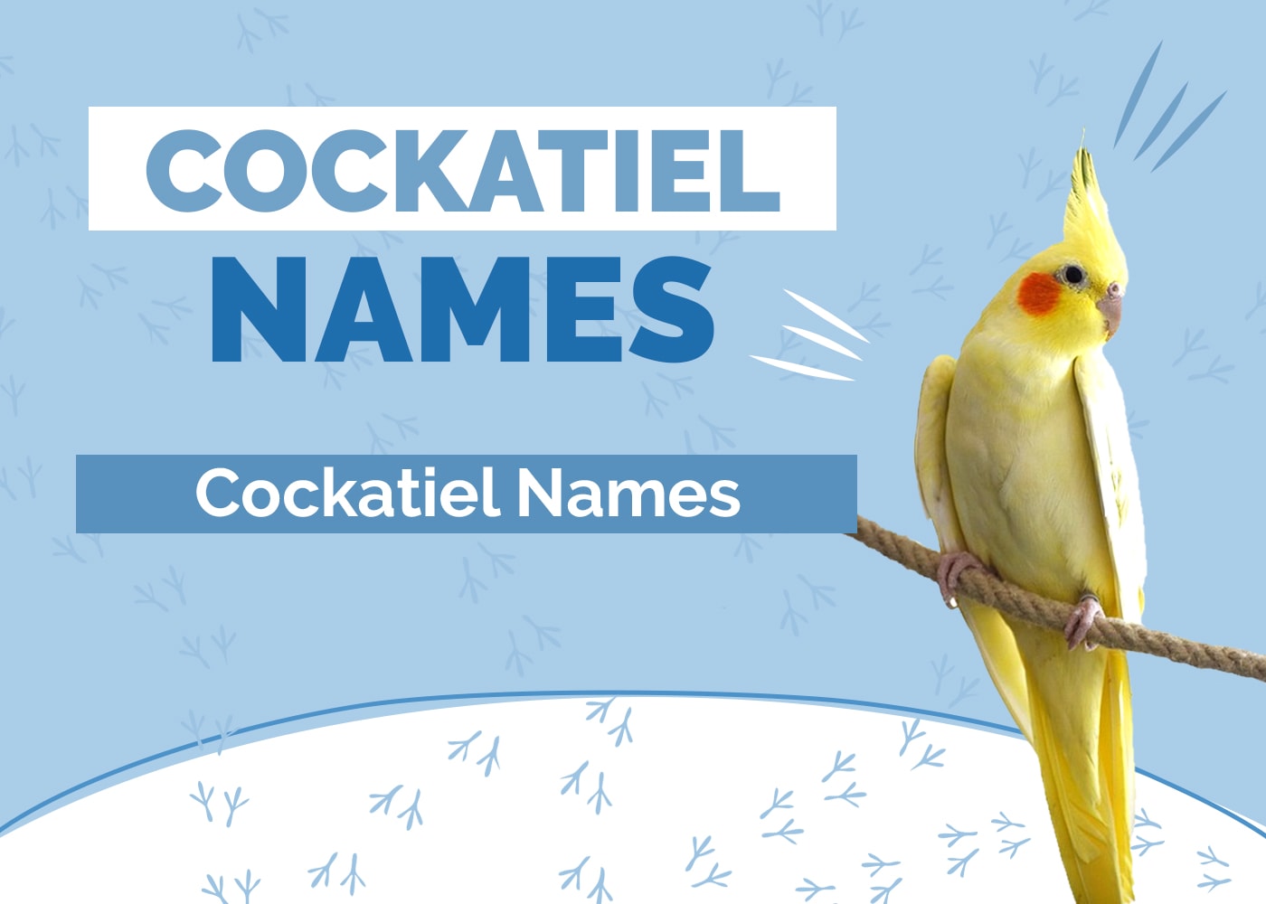 200+ Cockatiel Names: Awesome Names for Your Unique Bird | Hepper Pet ...