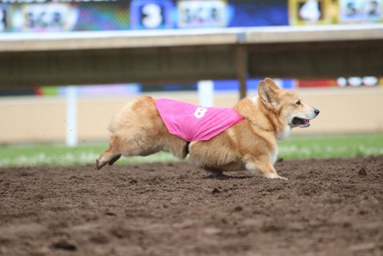 What Are Corgi Races? Are They Ethical? Important Facts | Hepper Pet ...
