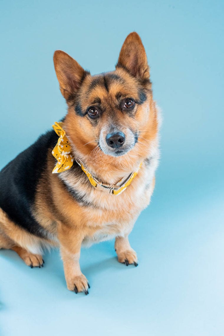 What Is a Cowboy Corgi? Is It a Breed? | Hepper Pet Resources