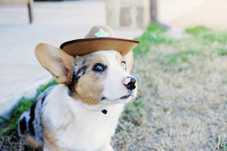 What Is a Cowboy Corgi? Is It a Breed? | Hepper Pet Resources