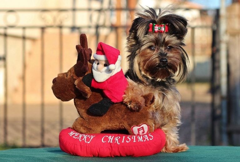 150+ Adorable Christmas Names for Dogs: Ideas for Festive Canines ...