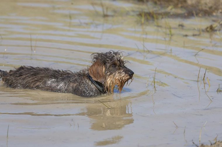 Why Do Dogs Smell Bad When Wet? 10 Vet-Reviewed Reasons & What to Do ...