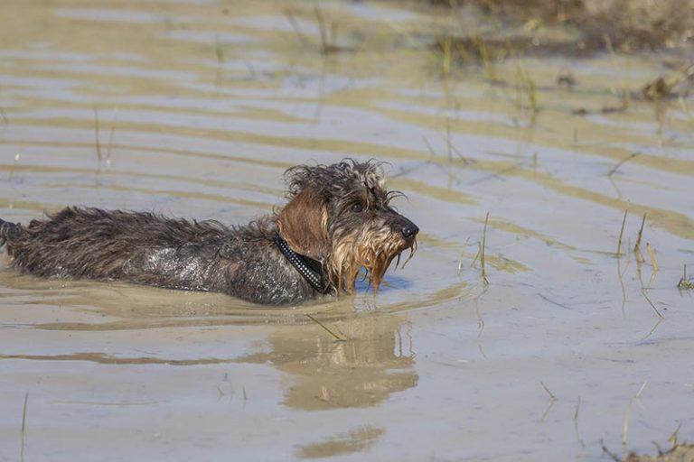 Why Do Dogs Smell Bad When Wet? 10 Vet-Reviewed Reasons & What to Do ...