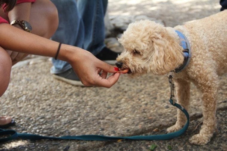 Where to Get Free Dog Food Samples: 8 Options & Tips | Hepper Pet Resources