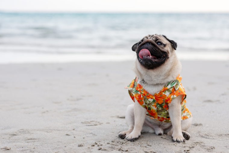 When and What Is National Pug Day 2025? Facts & How to Celebrate ...