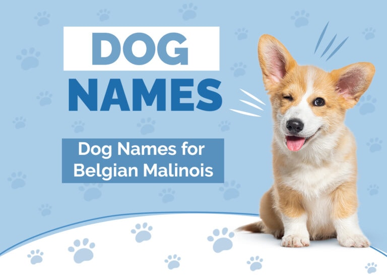 225 Dog Names for Belgian Malinois: Ideas for Athletic & Intelligent ...