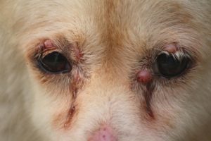 Bump on a Dog’s Eye: Causes, Signs & Care (Vet Answer) | Hepper Pet ...