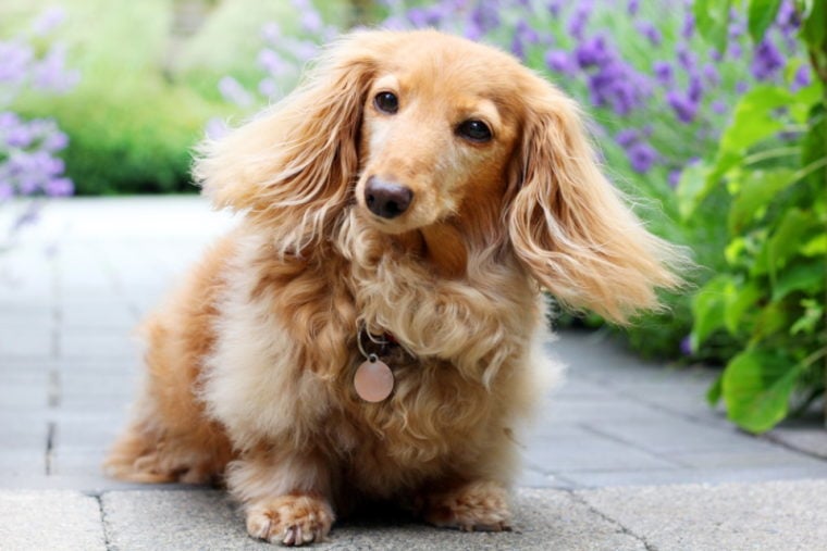 12 Dachshund Colors, Patterns, & Markings (With Pictures) | Hepper Pet ...