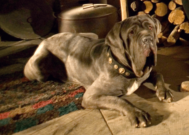 12 Most Famous Dogs in Literature: Fictional Pups (With Pictures ...