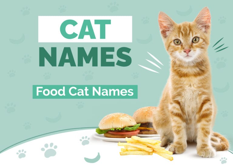 225+ Food Names For Cats: Ideas For Fresh & Sweet Felines | Hepper Pet ...