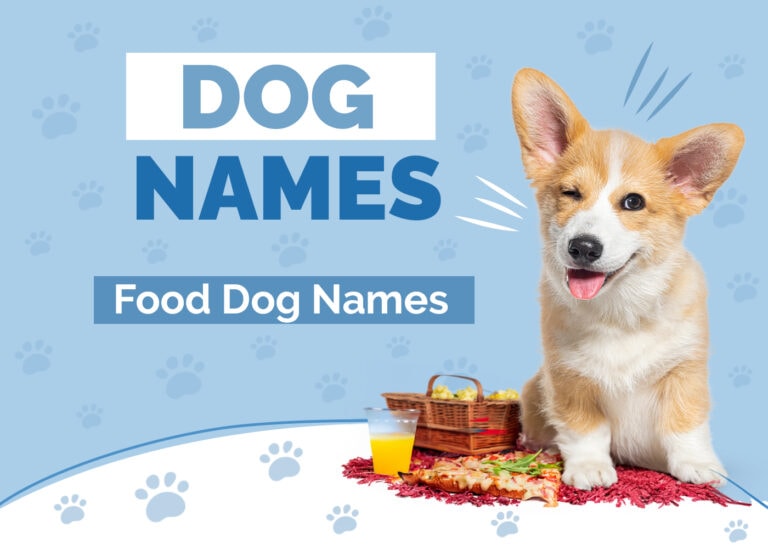 340+ Food Names for Dogs: Delicious Ideas for Foodie Parents | Hepper ...
