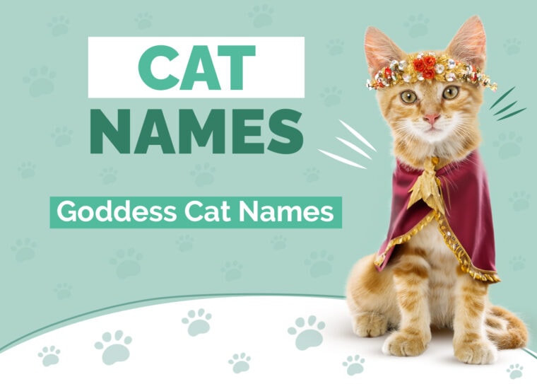 200+ Stray Cat Names: Ideas for Roaming Cats | Hepper Pet Resources