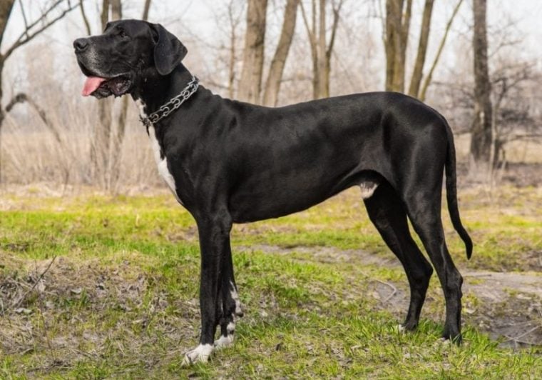 Cane Corso Vs Great Dane: How Do They Compare? | Hepper Pet Resources