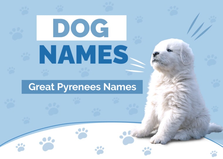 350+ Wonderful Names for Great Pyrenees: Ideas for Mountaineer Dogs ...