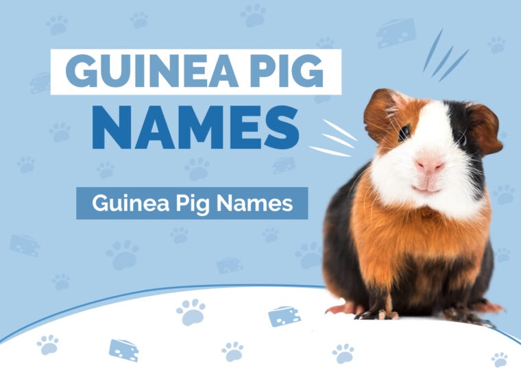 125 Cute Names for Guinea Pigs (Male, Female & Pairs) | Hepper Pet ...