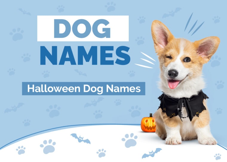 140 Halloween Dog Names: Spooky & Scary Options for Your Pup | Hepper ...