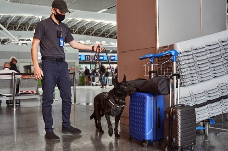 How to Become a Detection Dog Handler: 7 Tips You Need to Know | Hepper ...